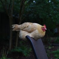 Jderul, pacostea străzii